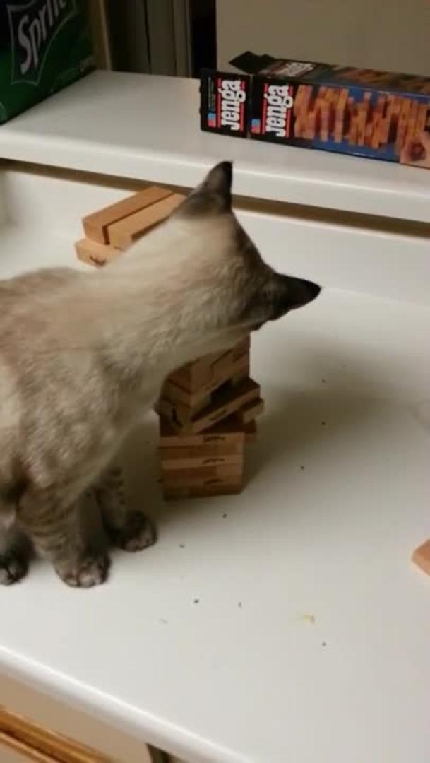 Cat Plays Jenga | Jukin Licensing