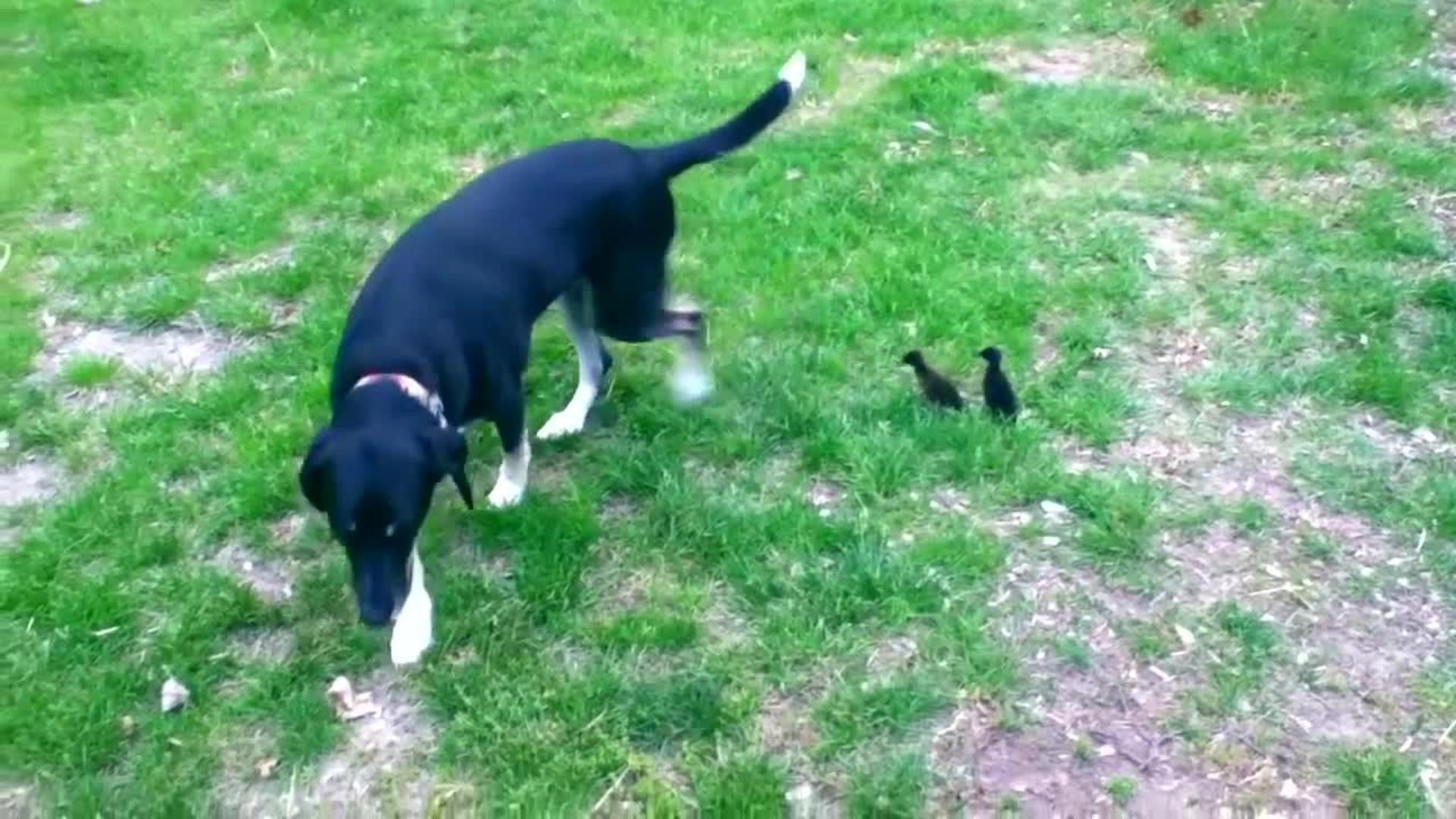 Baby Ducks Follow Annoyed Dog | Jukin Licensing