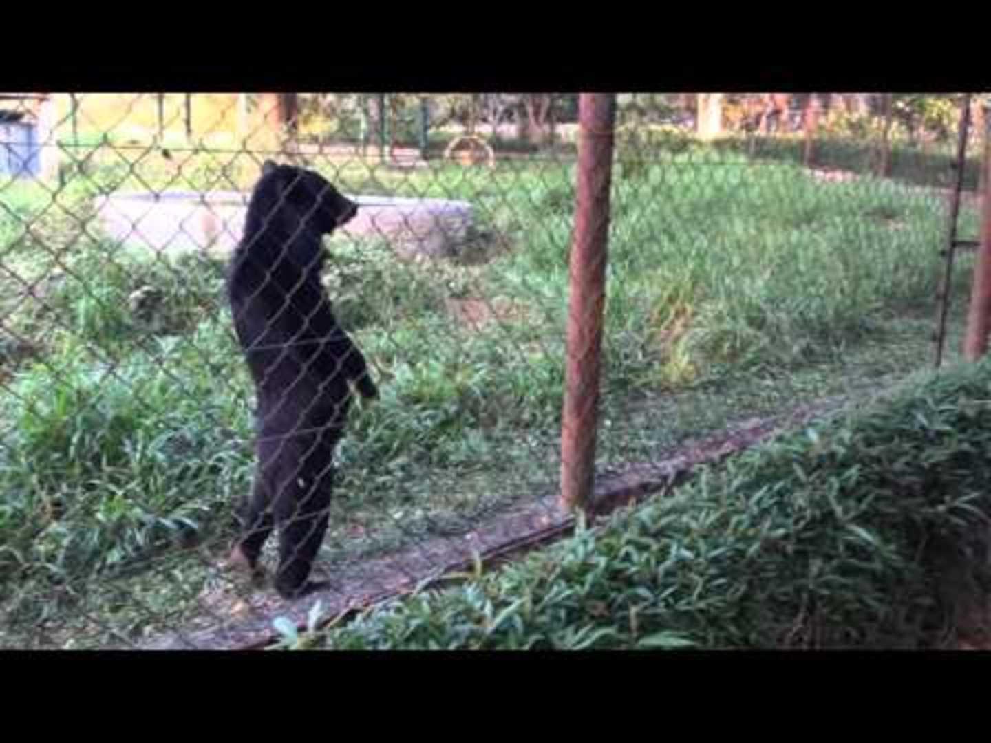 Domesticated Bear Walks Upright Like Humans | Jukin Media Inc