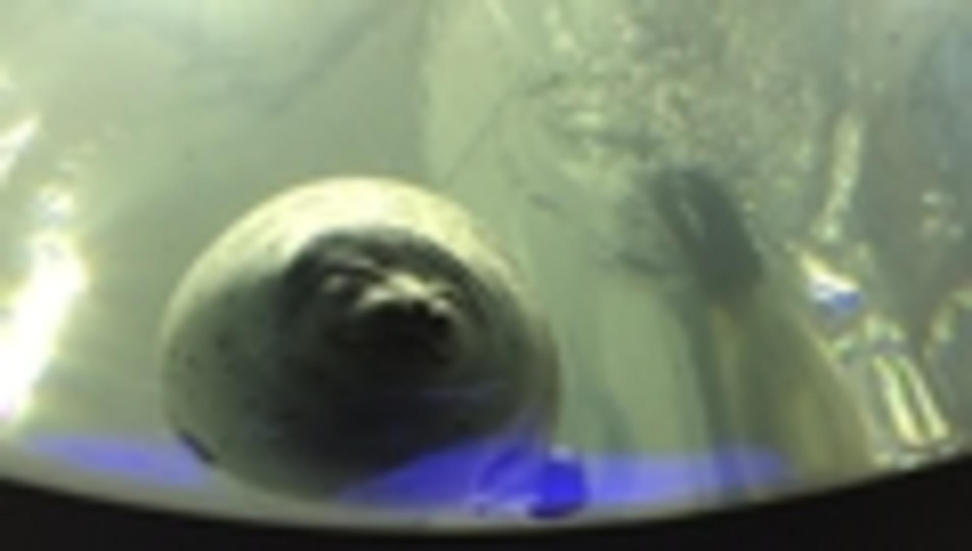 Seal Screaming Like a Man | Jukin Media Inc