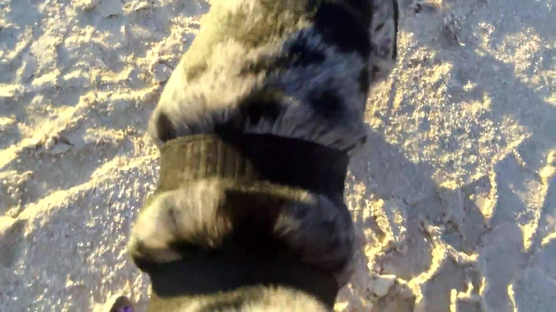 Two-Legged Dachshund Uses Wheels for Front Legs | Jukin Licensing