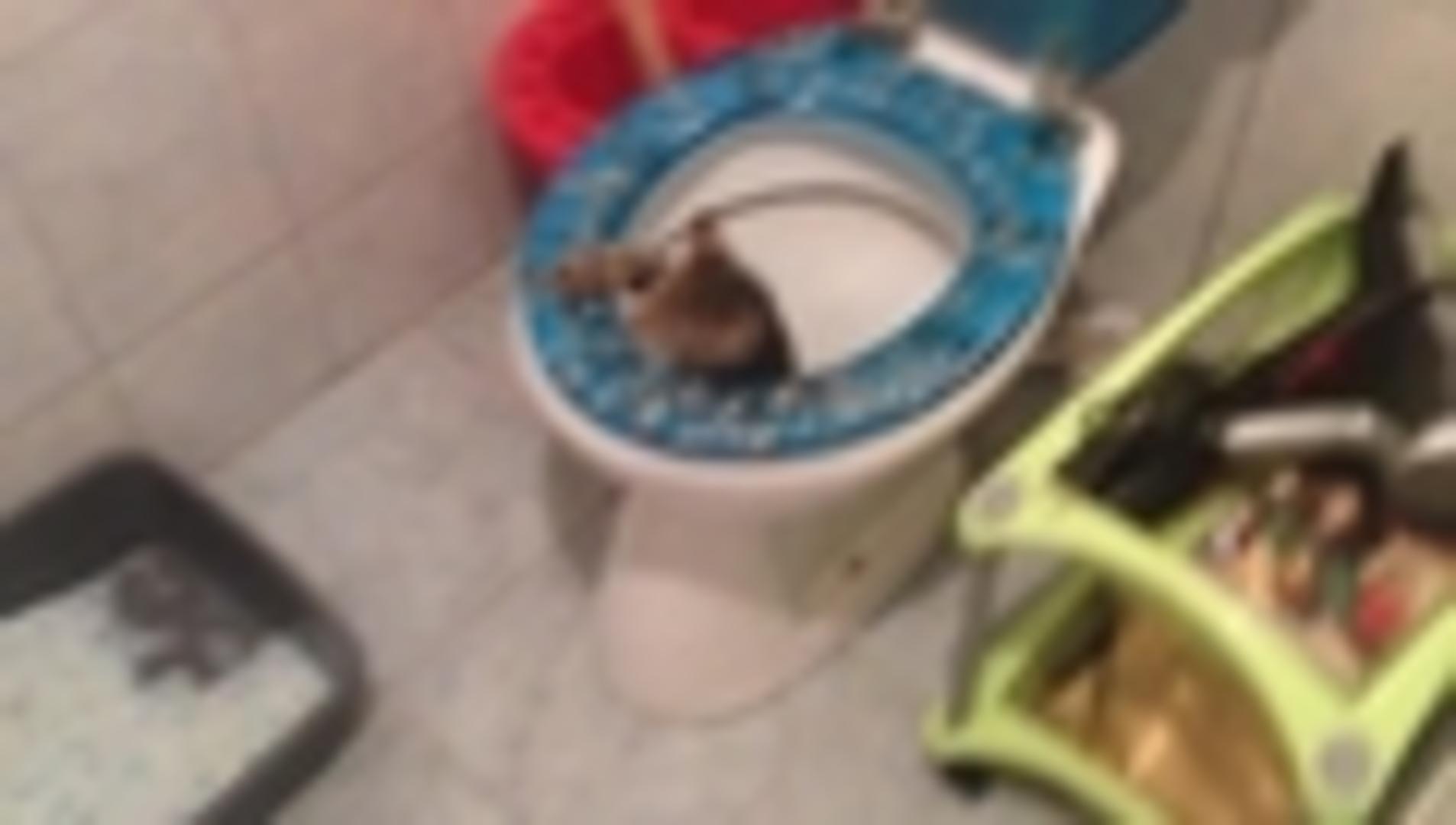 Cat Gets Stuck in Toilet Bowl | Jukin Licensing