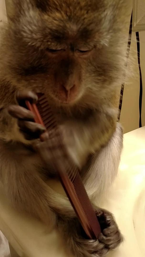 Monkey Strums a Comb | Jukin Licensing