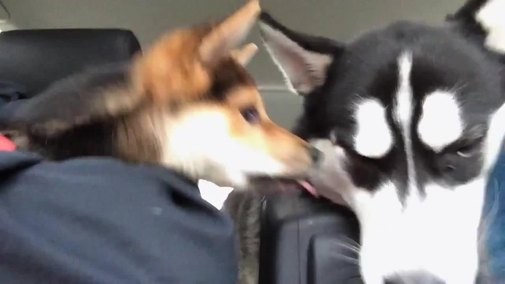 Husky Puppies Attack Man | Jukin Media Inc