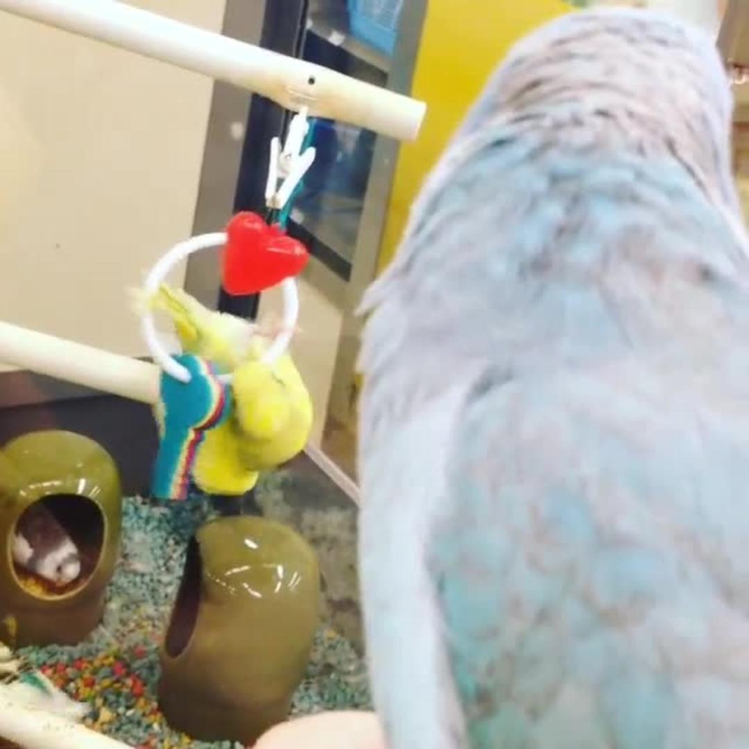 Bird Laughs at Other Bird's Struggle | Jukin Licensing