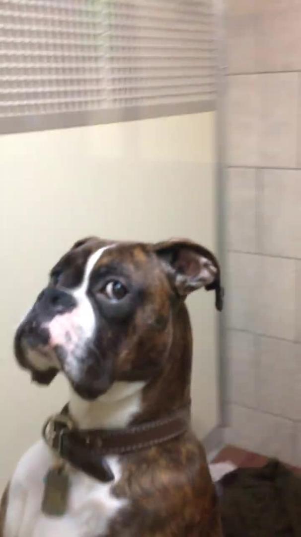 Jealous Dog Gives Side-Eye to Girl While She Plays With Other Dog ...