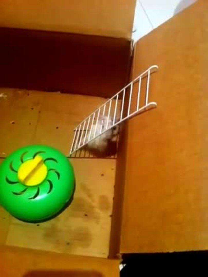 Hamster Falls Off Ladder | Jukin Licensing