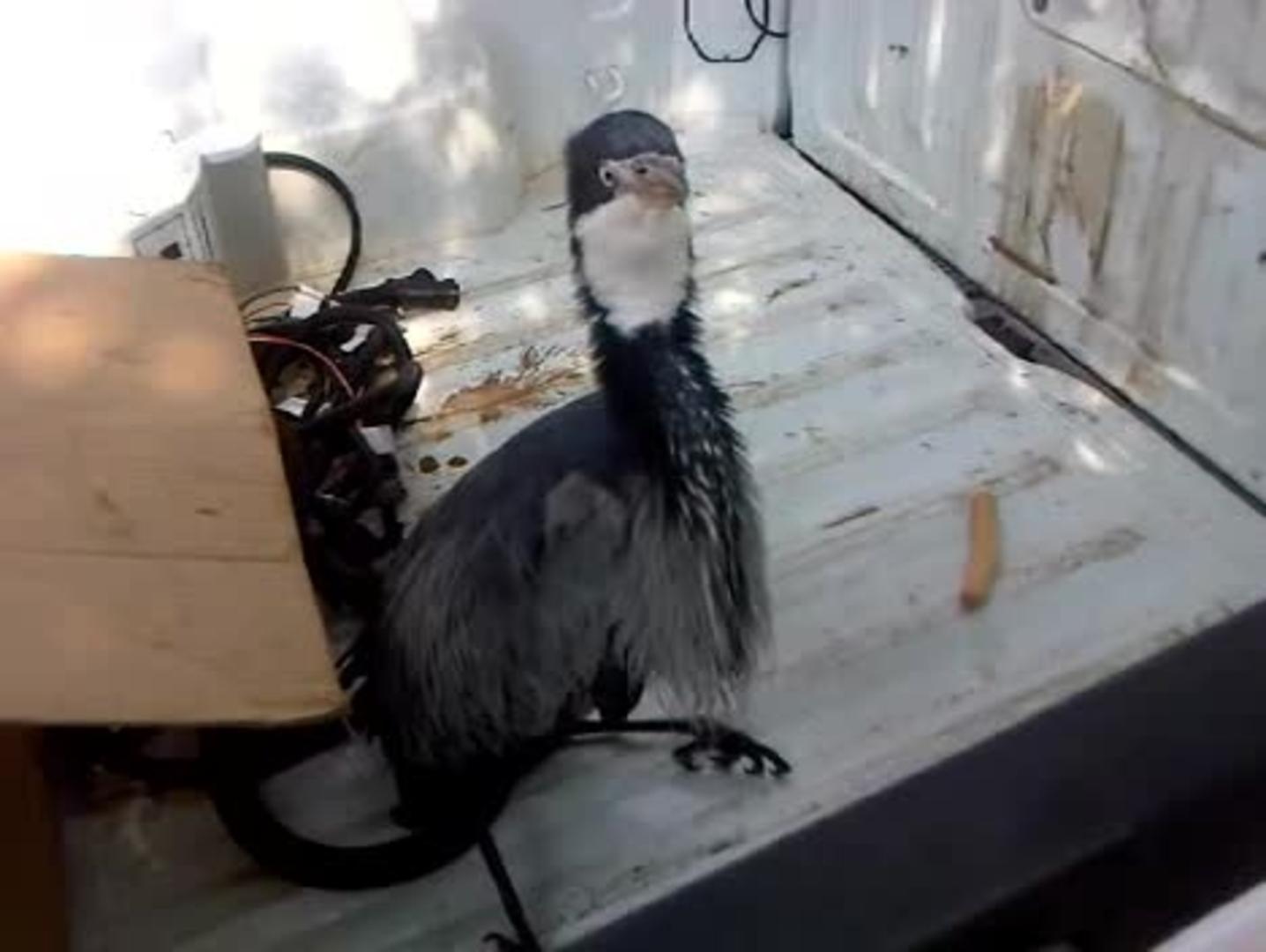 Bird Bites Camera | Jukin Licensing