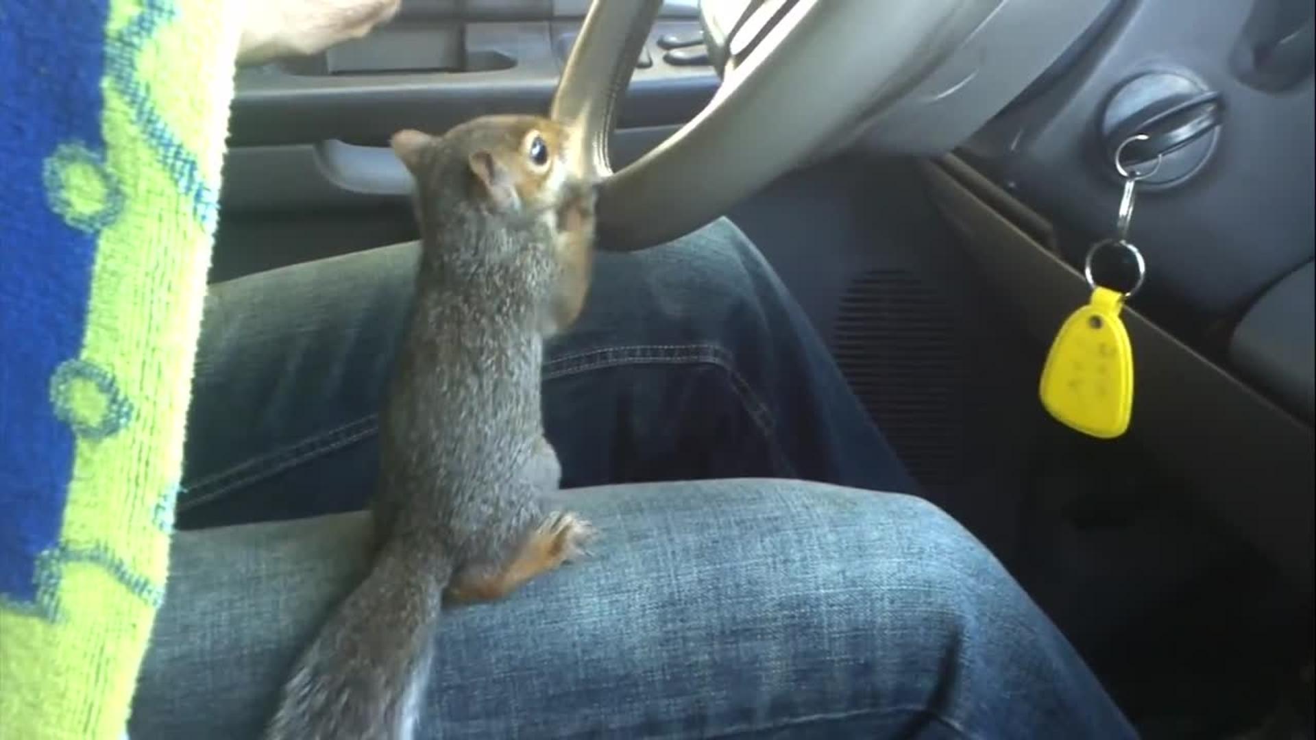 Squirrel Wants to Drive Car | Jukin Licensing