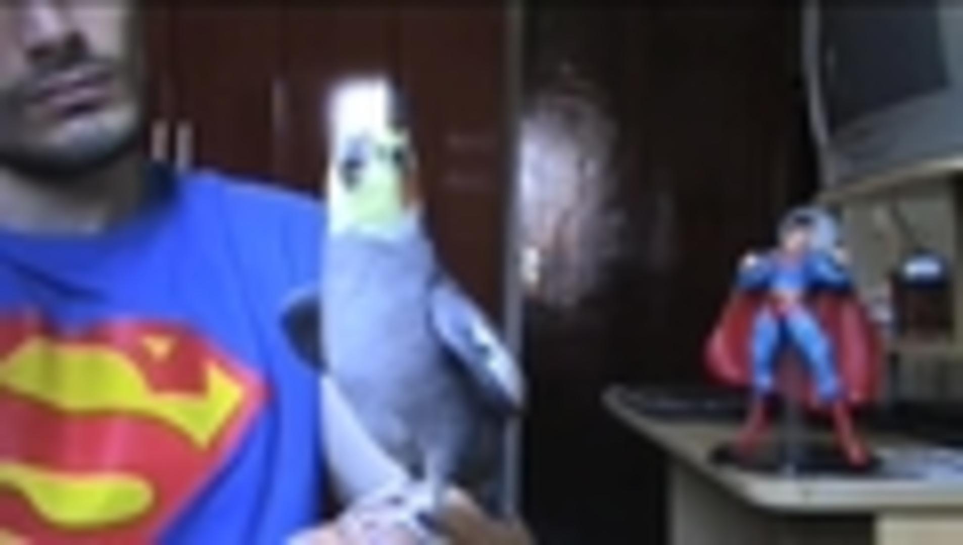 Parrot Sings Super Mario Bros. Theme Song | Jukin Licensing