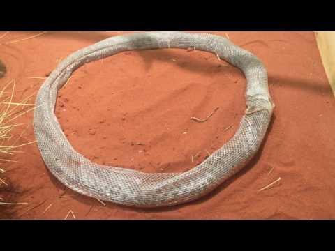 Snake Stuck in Infinite Loop | Jukin Licensing