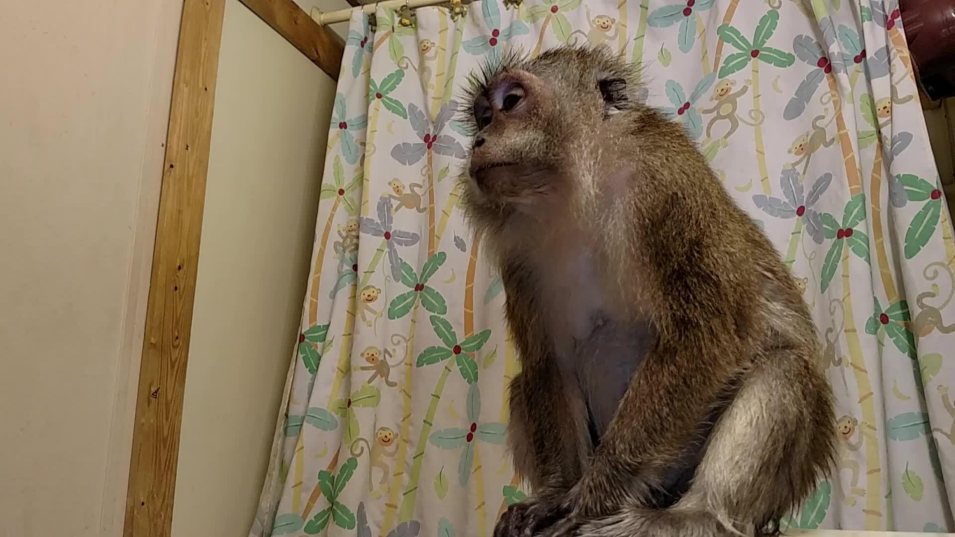 Monkey Gets Pampering Experience | Jukin Licensing