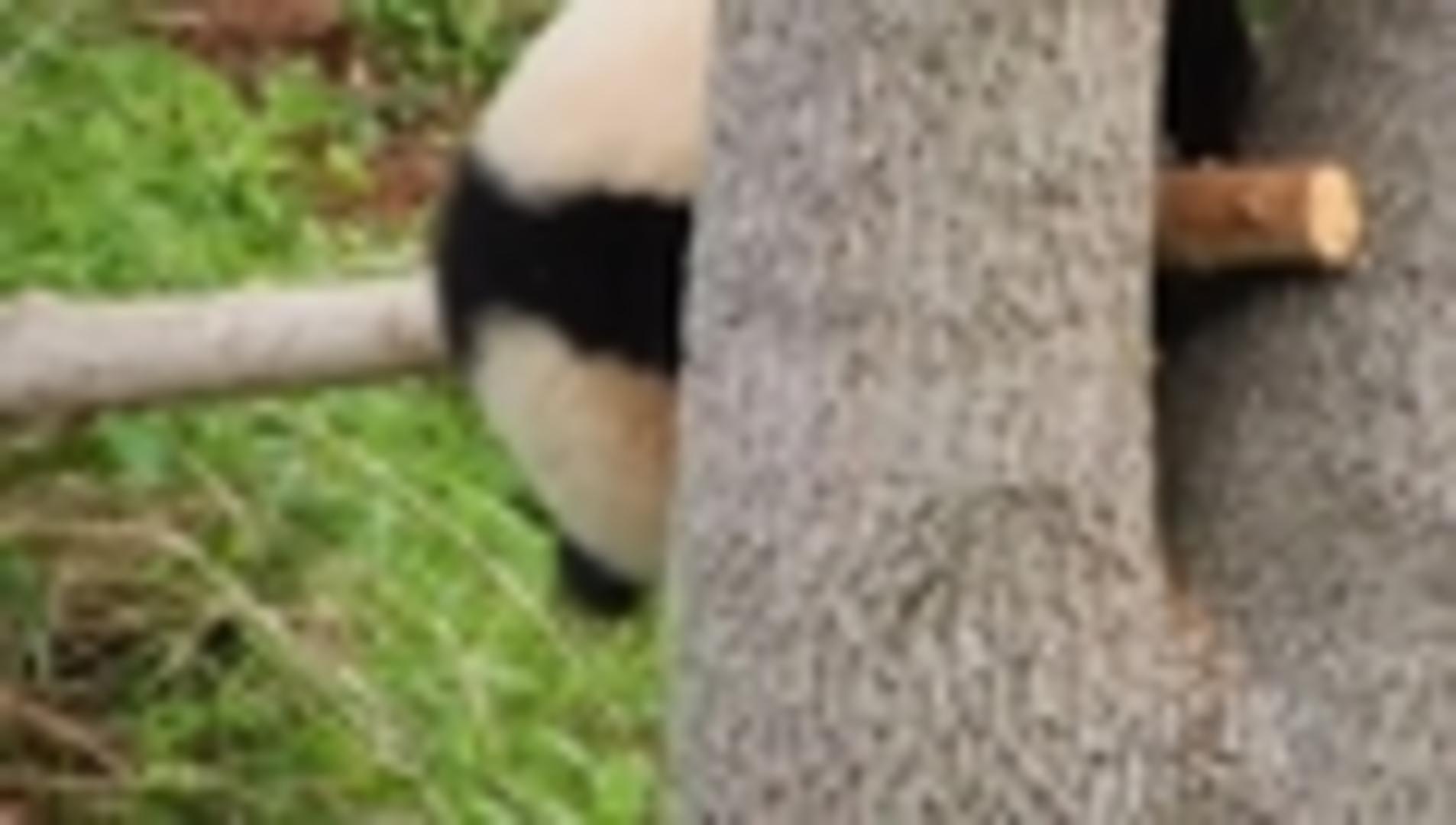 Panda Cub Tumbling Downhill | Jukin Licensing