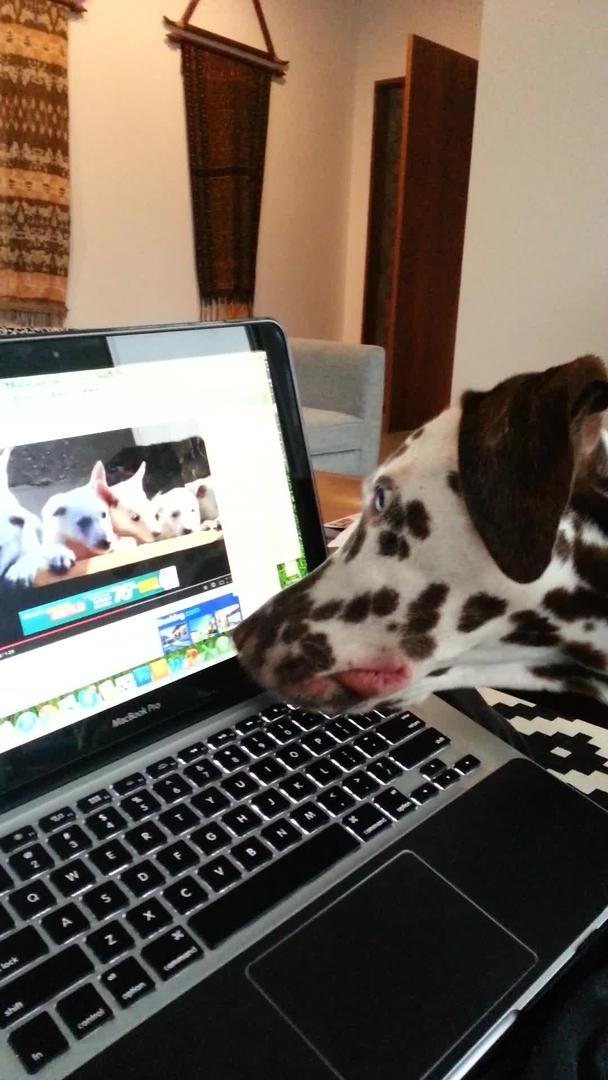 Dalmatian Dog Watches Puppies On Computer Screen | Jukin Licensing