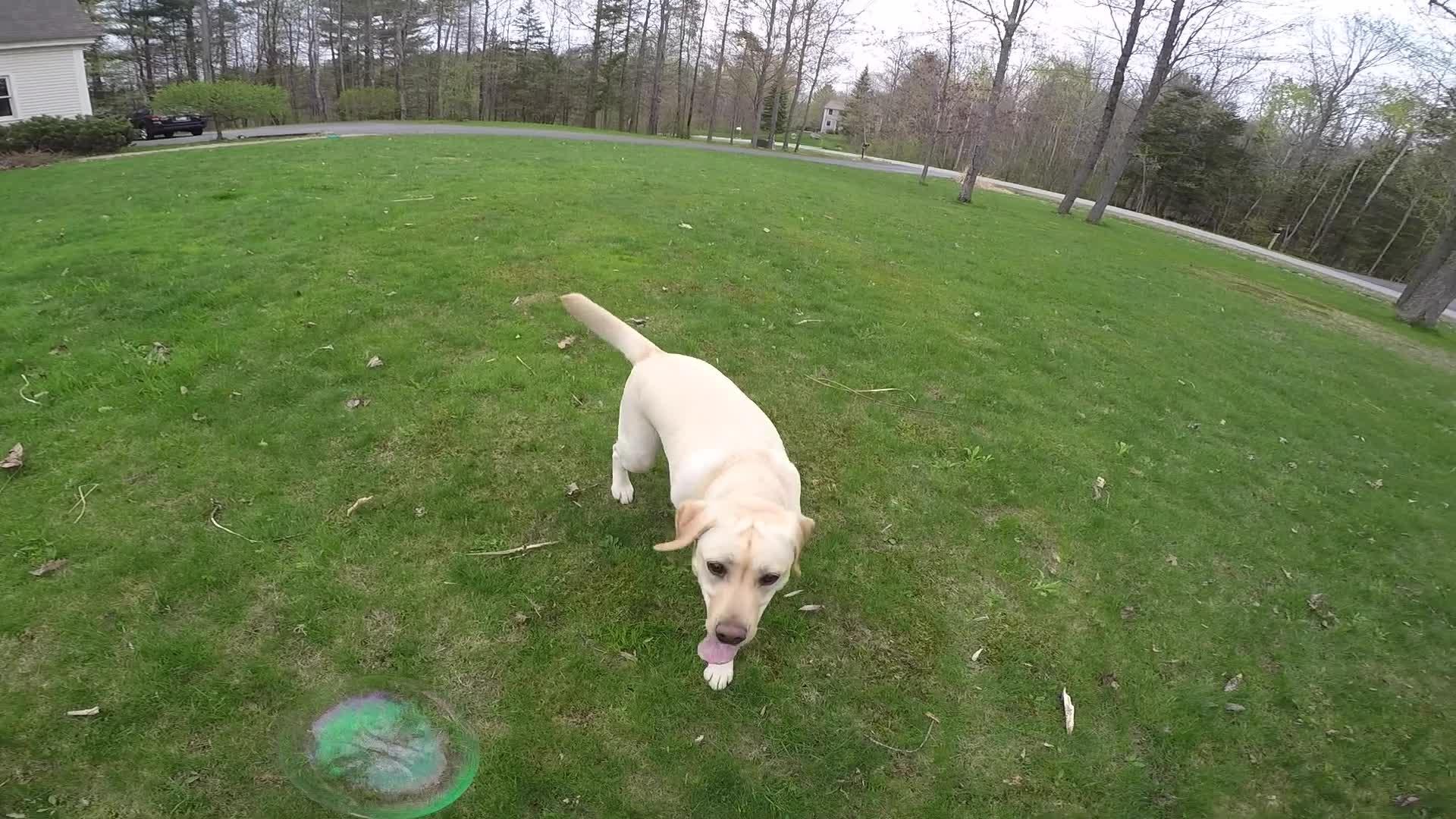 Dog Pops Every Bubble in Sight | Jukin Licensing