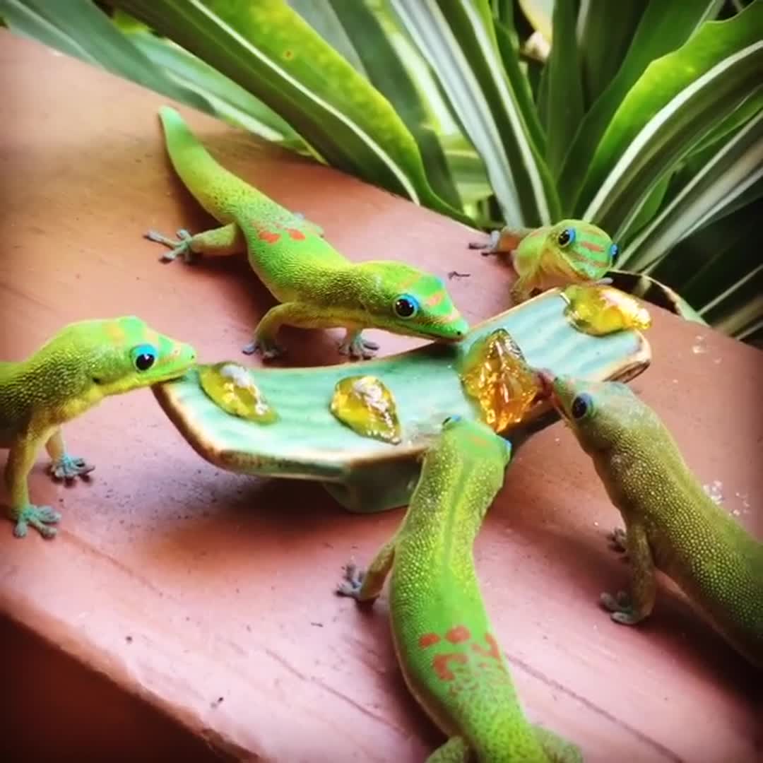 Hawaiian Geckos Enjoy Guava Jelly Breakfast | Jukin Licensing