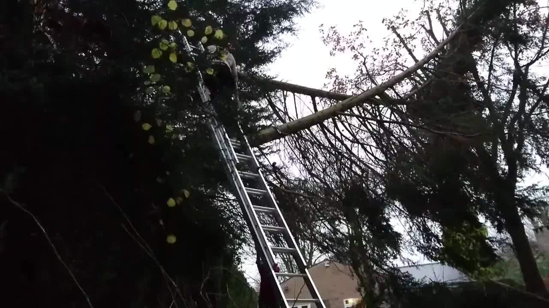 Tree Trimming Fail | Jukin Licensing