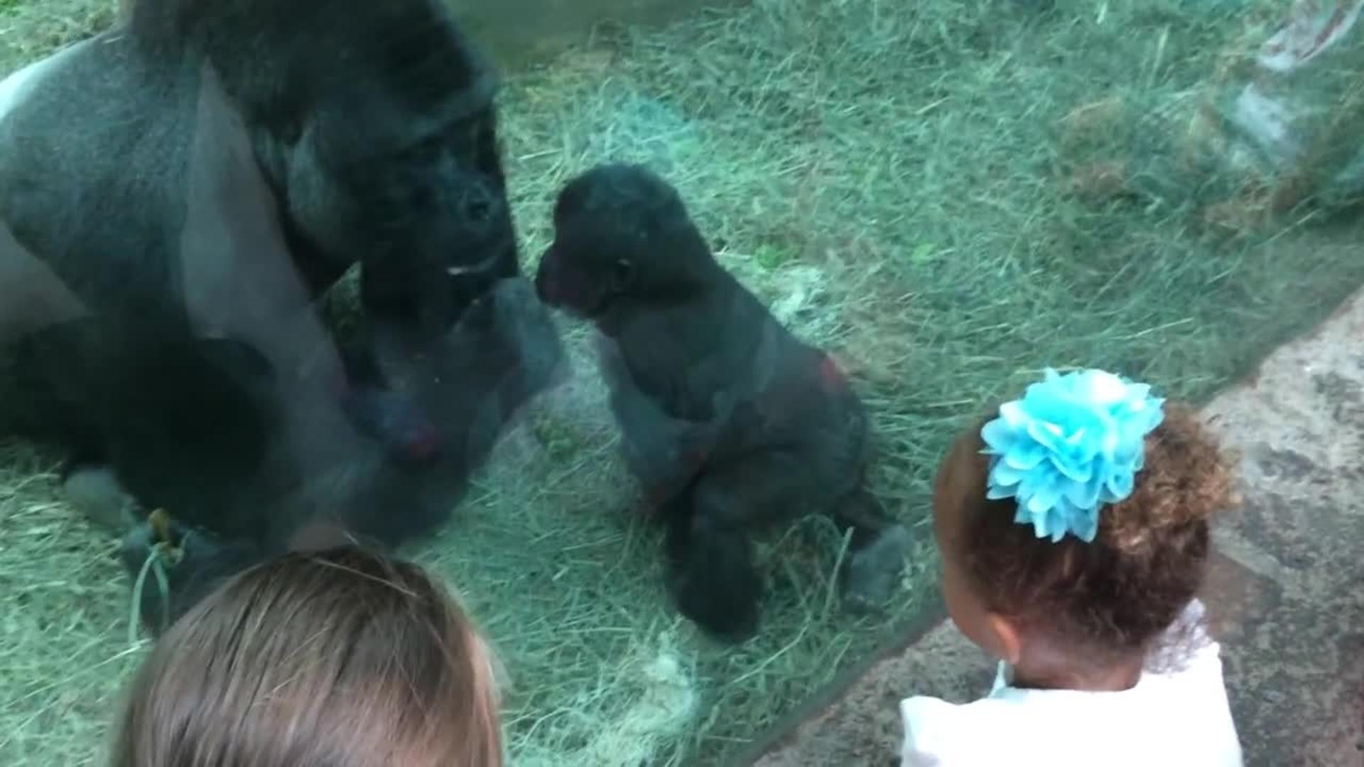 Baby Gorilla Attacks Silverback | Jukin Licensing