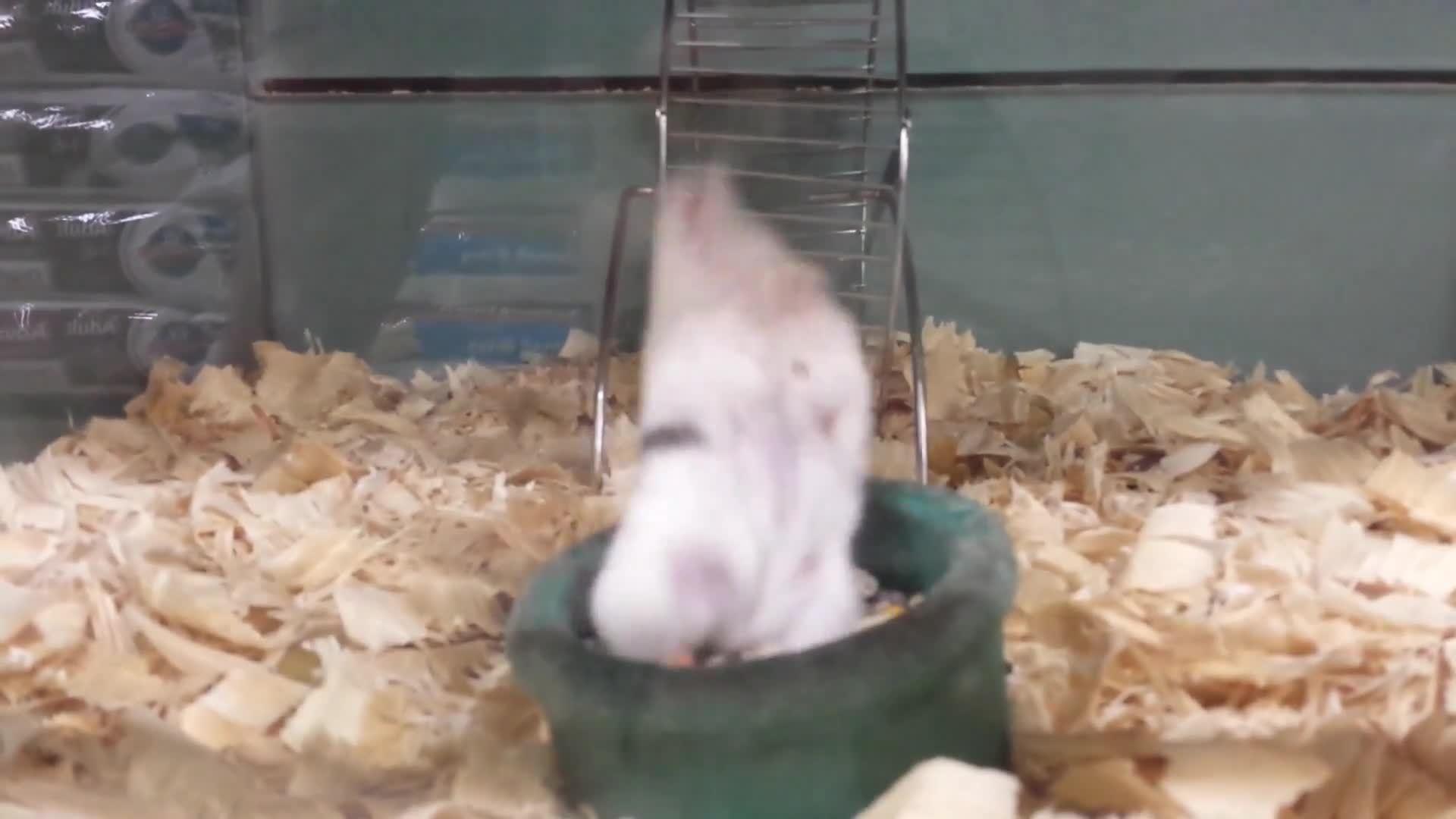 Hamster Does Continuous Backflips | Jukin Licensing