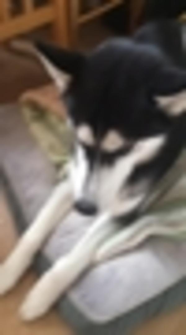 Dog Looking Guilty after Chewing Owner's Makeup | Jukin Licensing