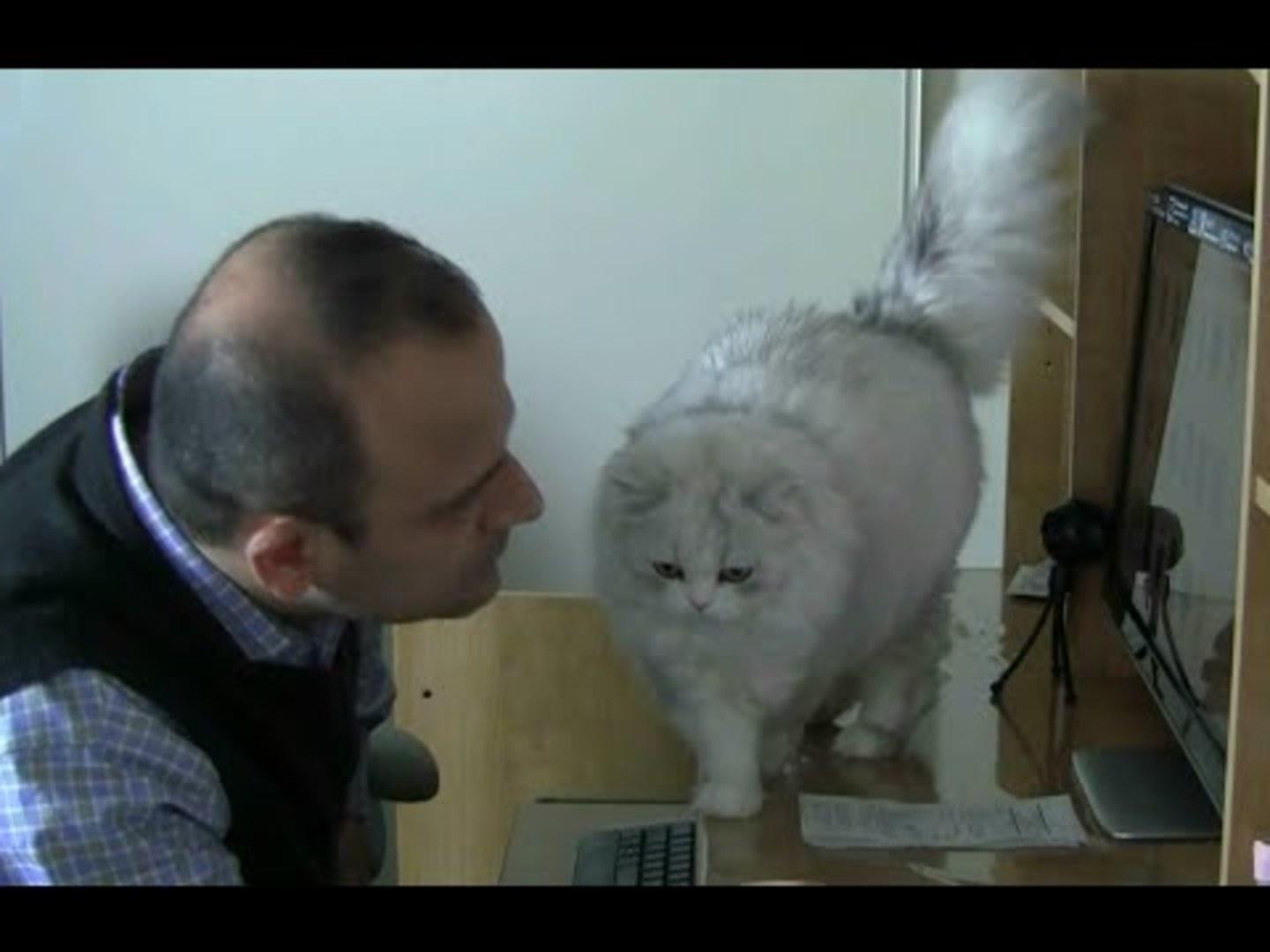 Cat Blocks Computer Screen | Jukin Licensing