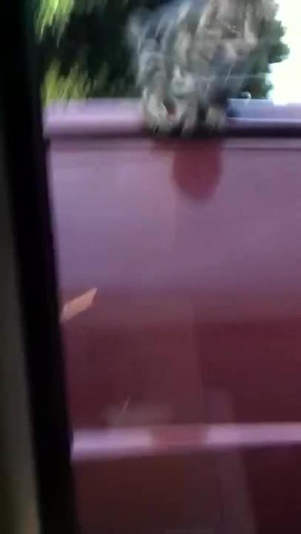 Cat Tries to Jump through Window | Jukin Licensing