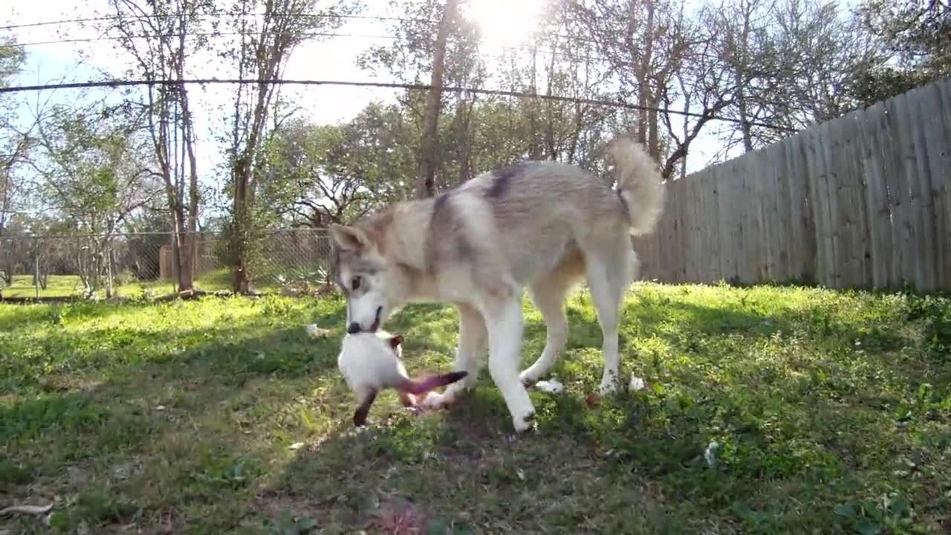 Wolf Takes Care of Cat | Jukin Licensing