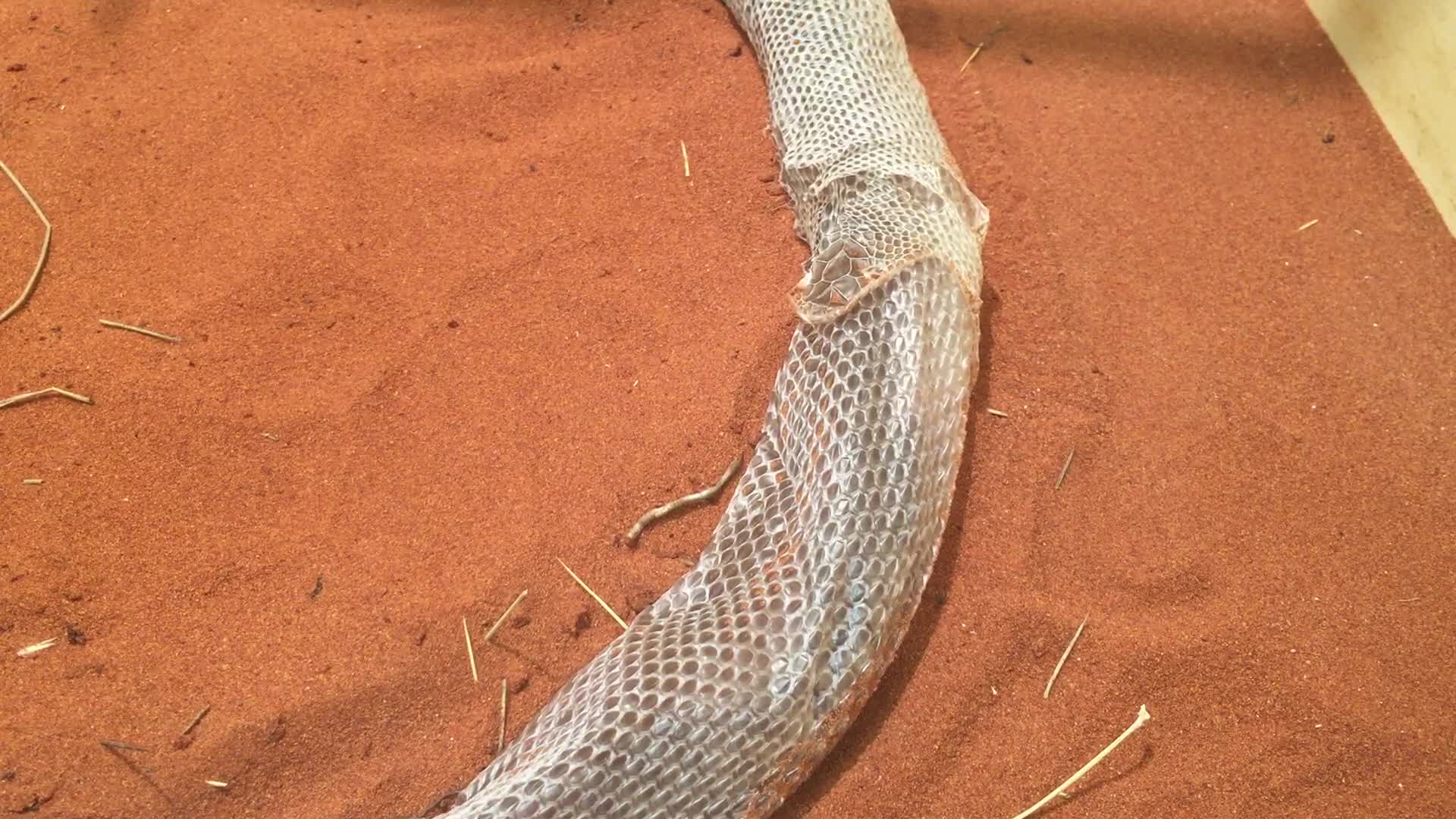 Snake Creates Circle with Skin | Jukin Licensing