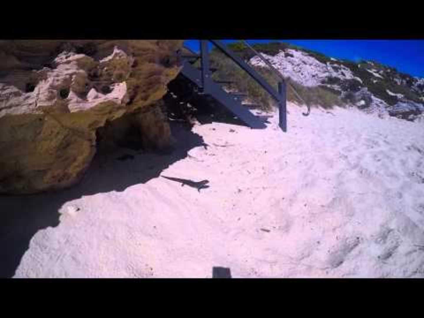 Lizard Bites Camera | Jukin Licensing