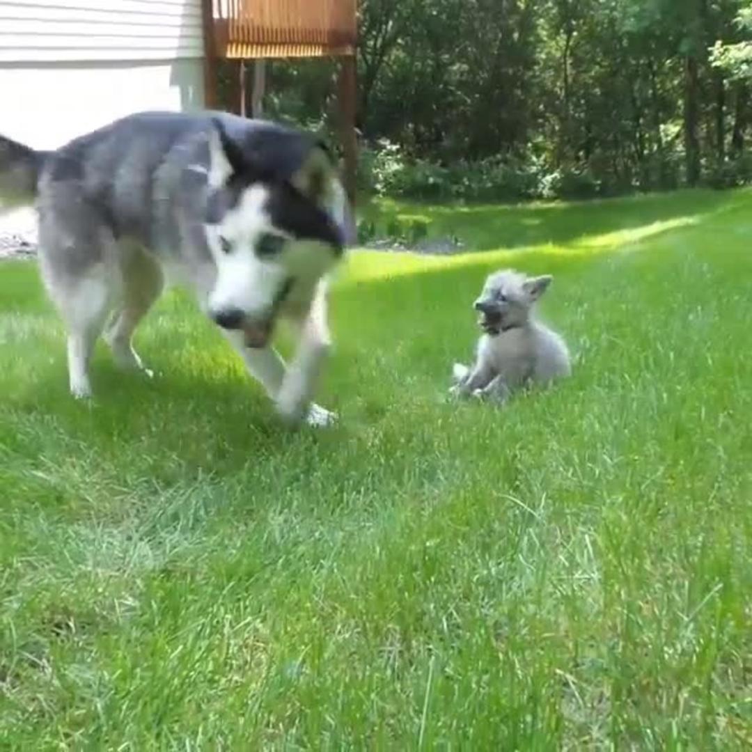 Husky and Baby Fox Play | Jukin Licensing