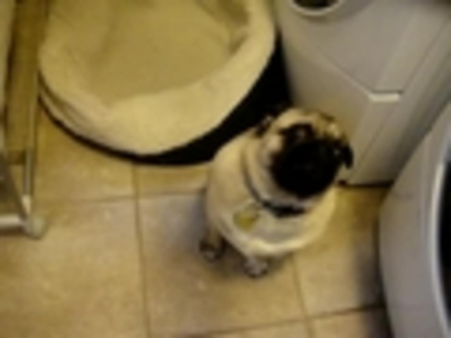 Pug Screams When Told to Go to Bed | Jukin Licensing