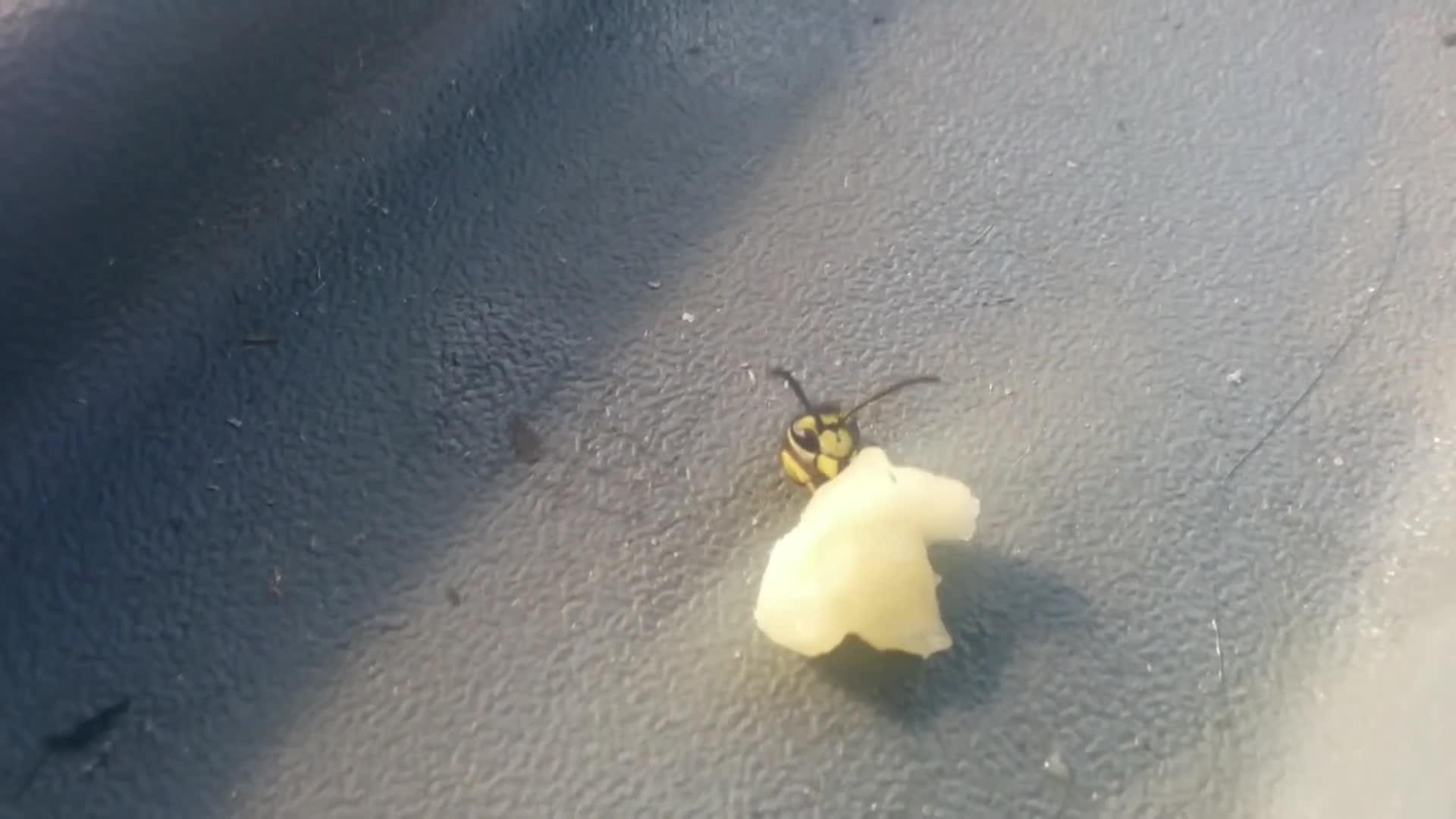 Wasp Head Eating A Banana | Jukin Licensing