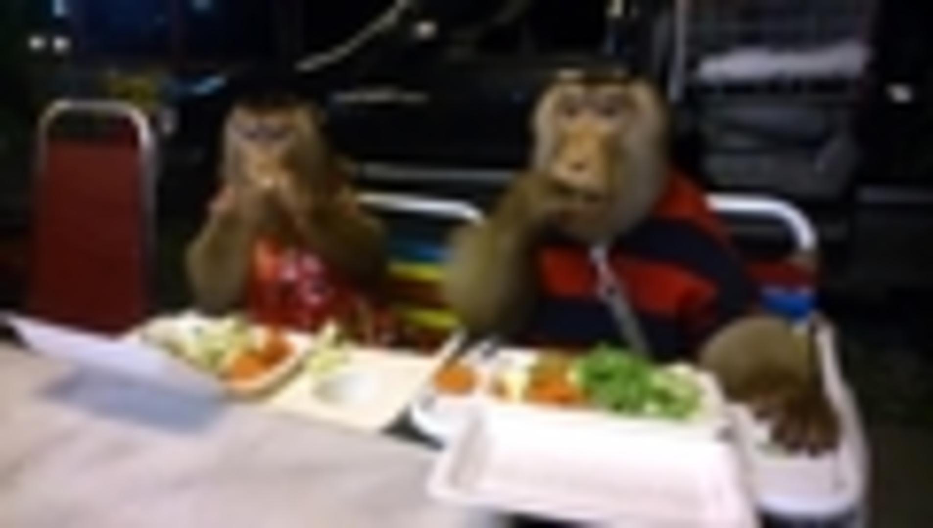 Monkeys Dress Up and Eat Salad at Restaurant | Jukin Licensing