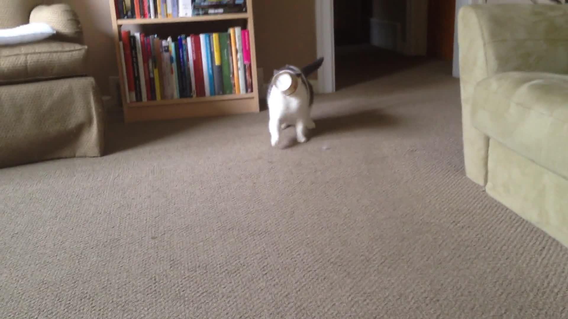 Cat Gets Stuck in Toilet Bowl | Jukin Media Inc