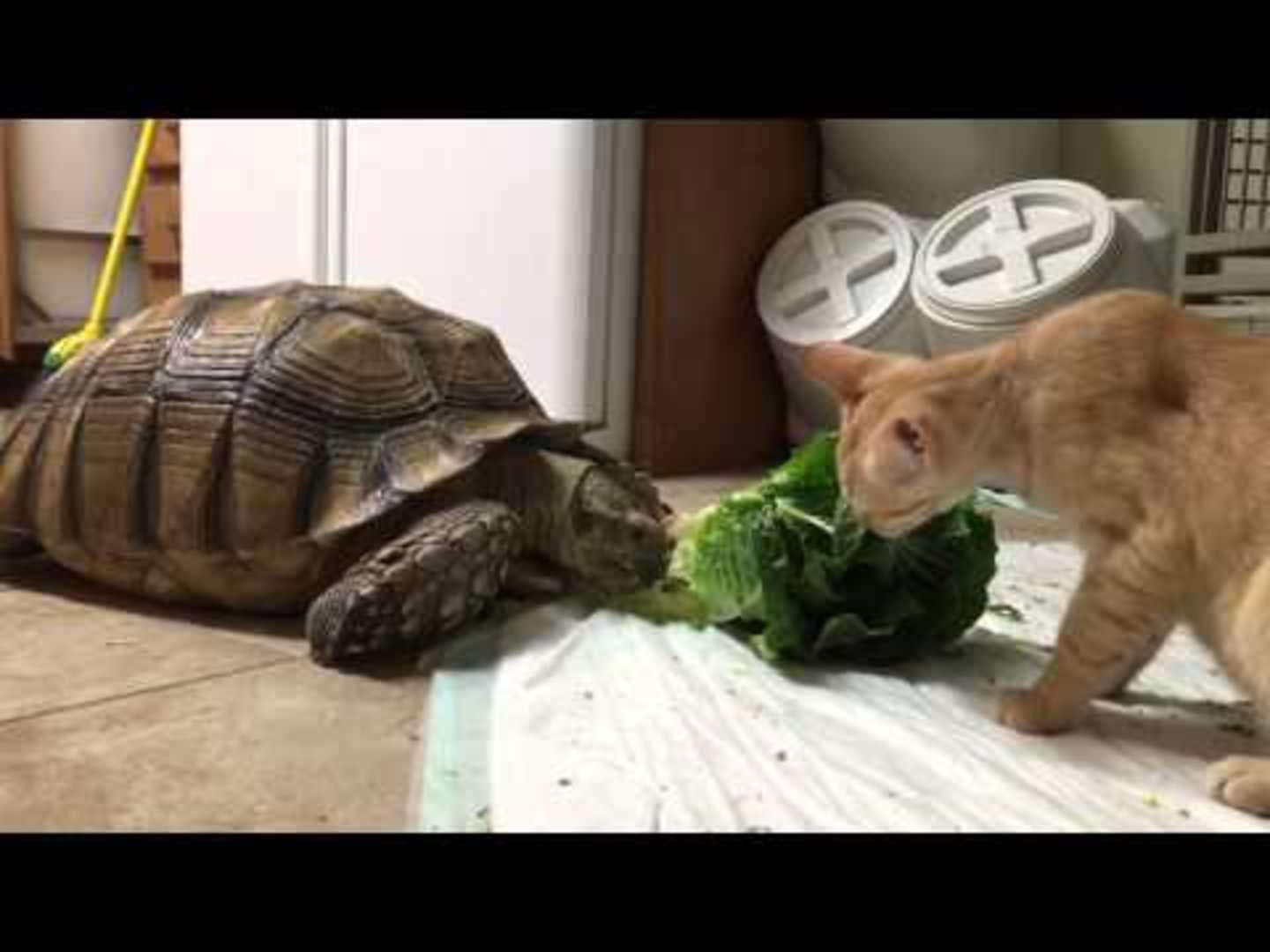 Tortoise Follows Cat Through Cat Flap | Jukin Media Inc