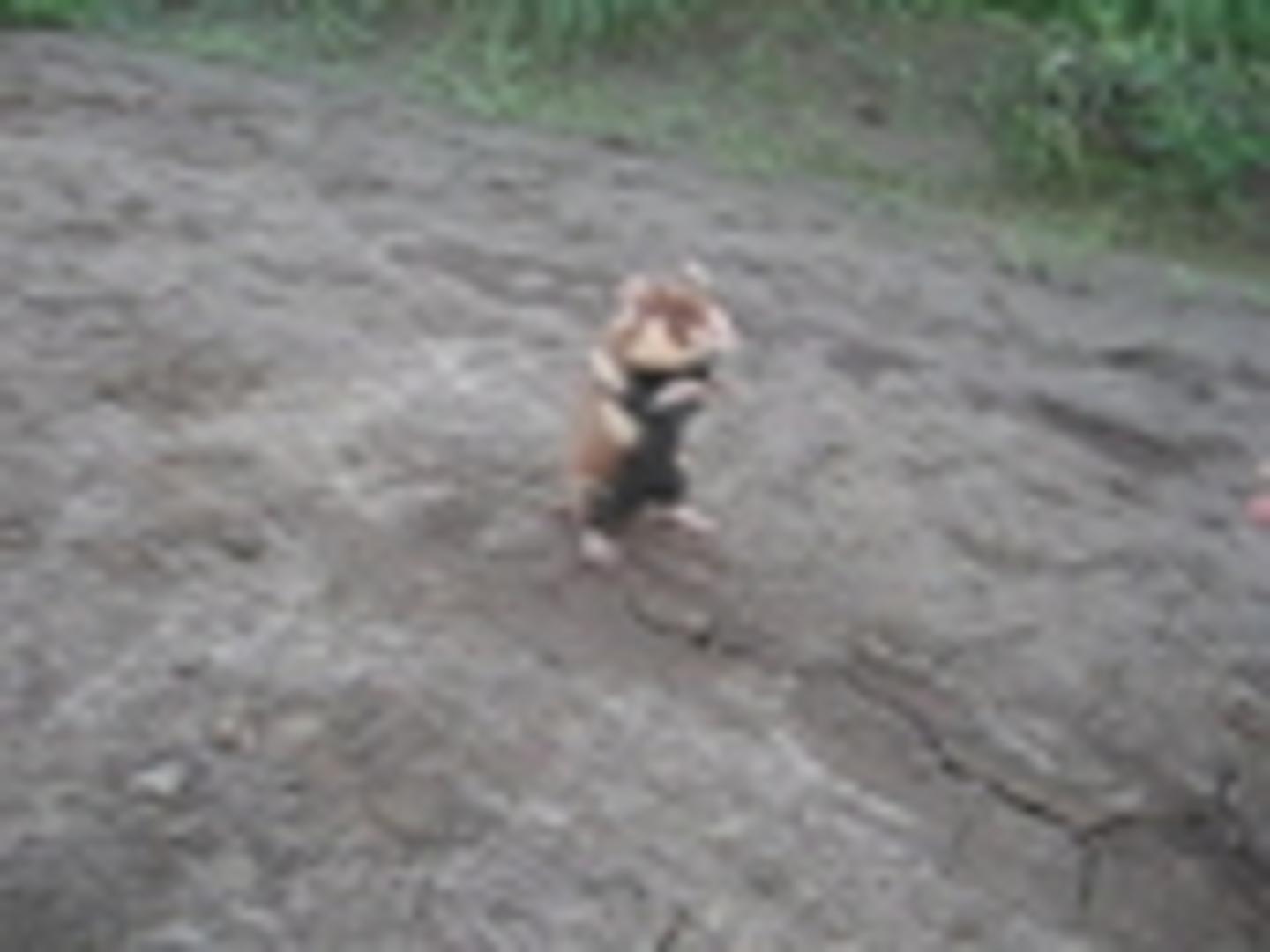 Evil Hamster | Jukin Licensing