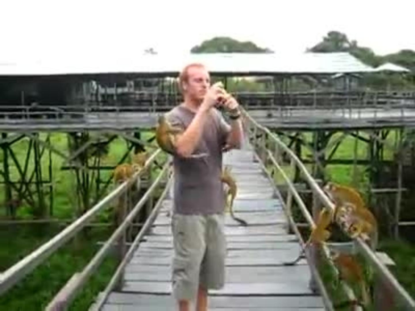 Hoard of Monkeys Climb Man | Jukin Licensing