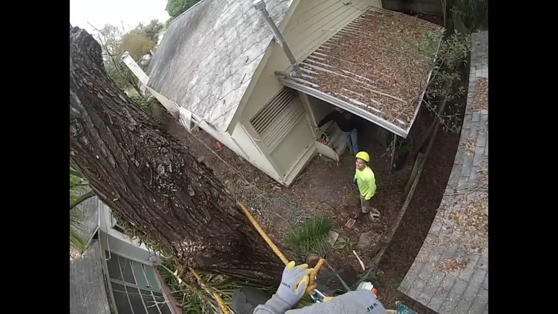 Man Falls off Ladder during Tree Trimming | Jukin Media Inc