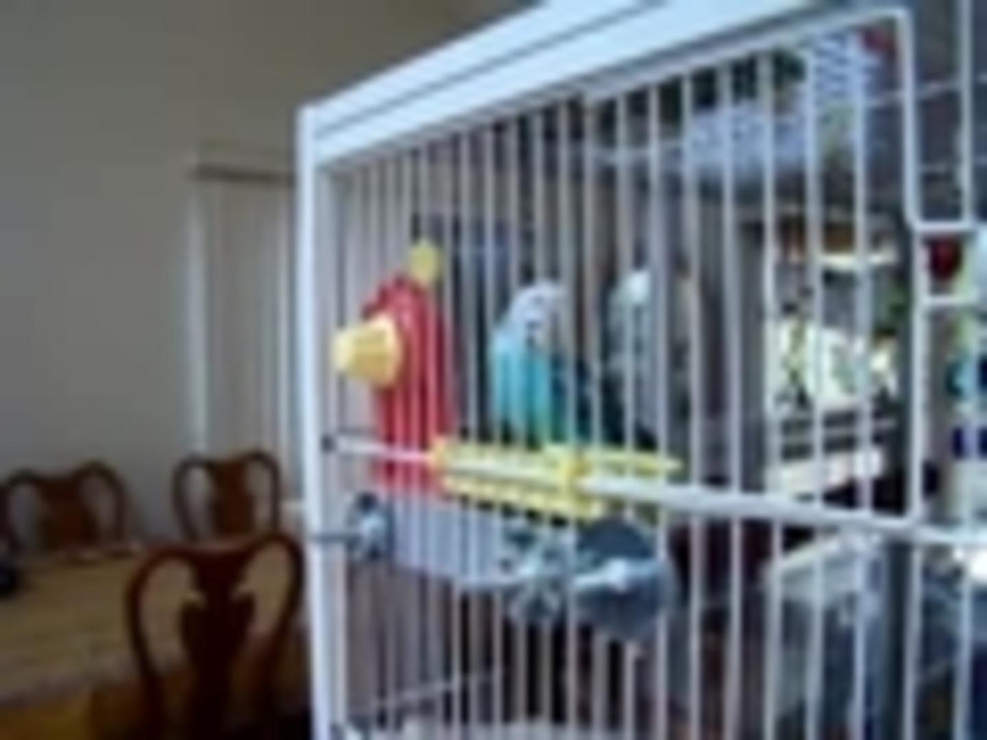 Parakeet Addicted to Roulette | Jukin Licensing