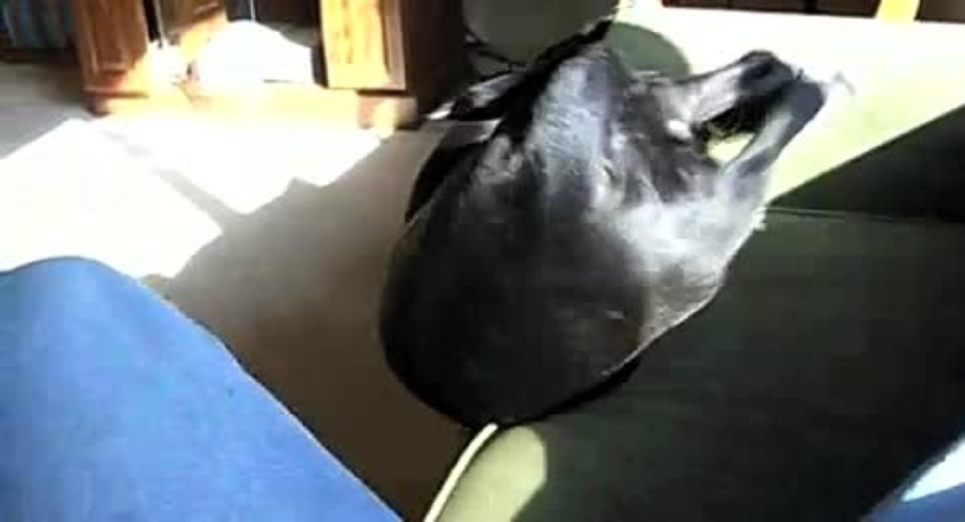 Sleeping Dog Falls Off Couch | Jukin Licensing