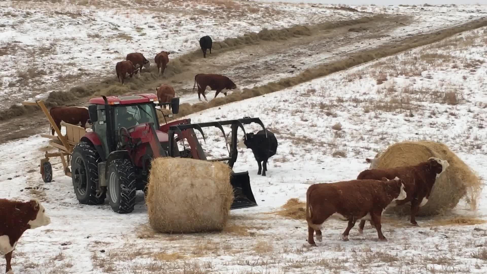 Cow Rolls Hay Across Snow | Jukin Media Inc