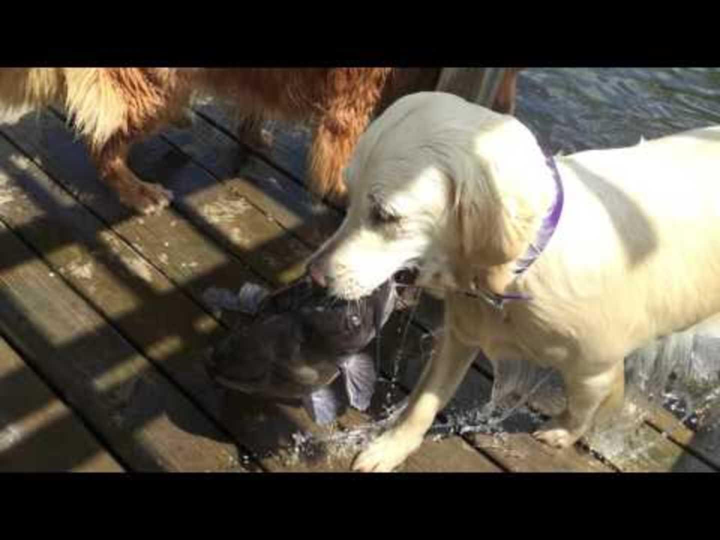 Dog Catches Catfish | Jukin Licensing