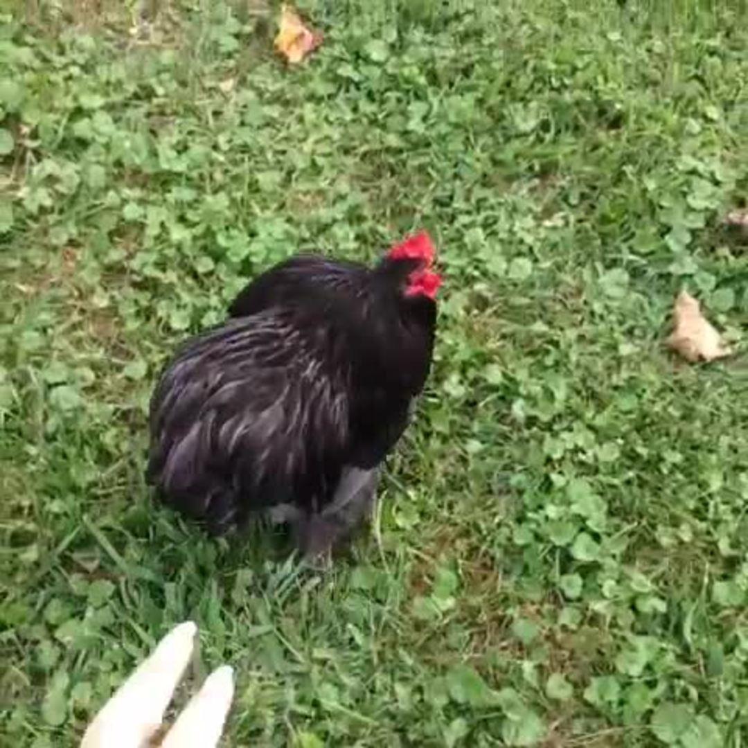 Rooster Beats Up Duck Mating Chicken | Jukin Media Inc