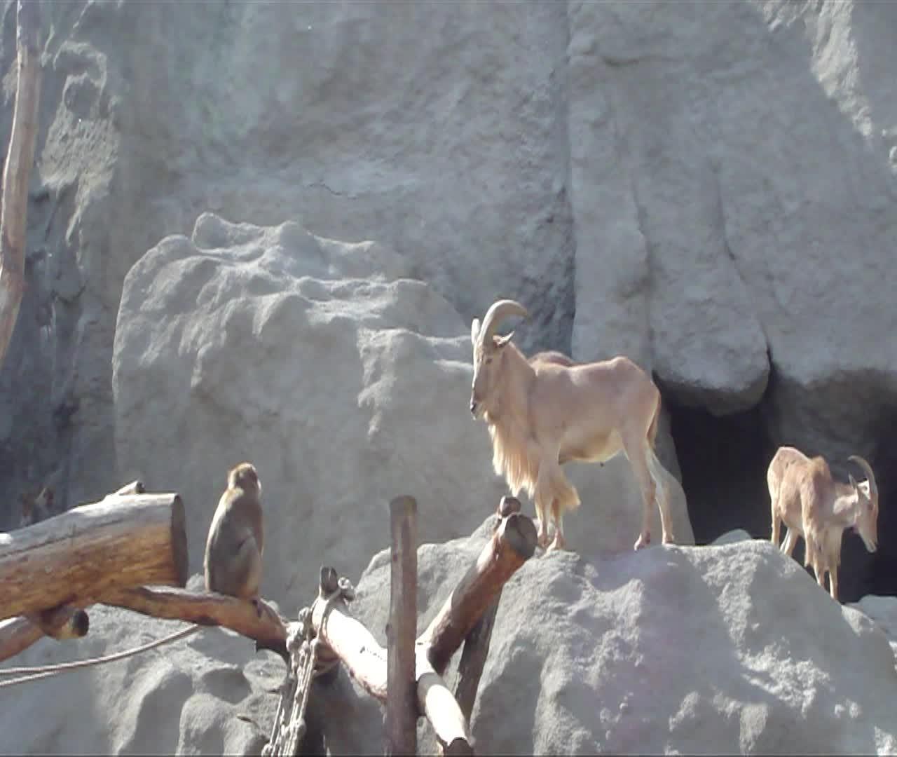 Monkey Attacks Goat | Jukin Licensing