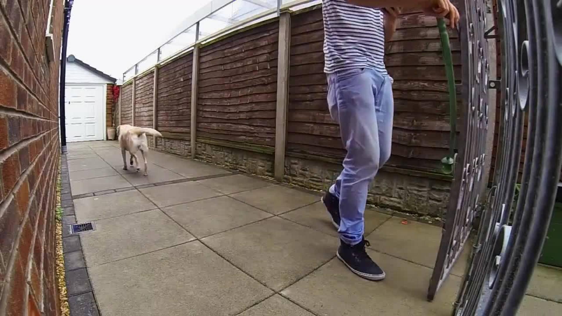 Dog Fetch Fails Captured by GoPro | Jukin Licensing