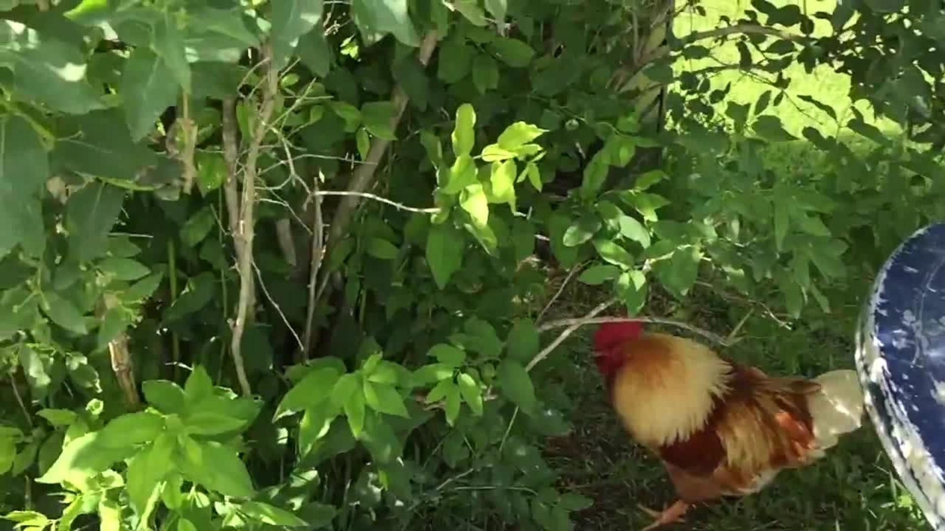 Rooster Attacks Man | Jukin Licensing