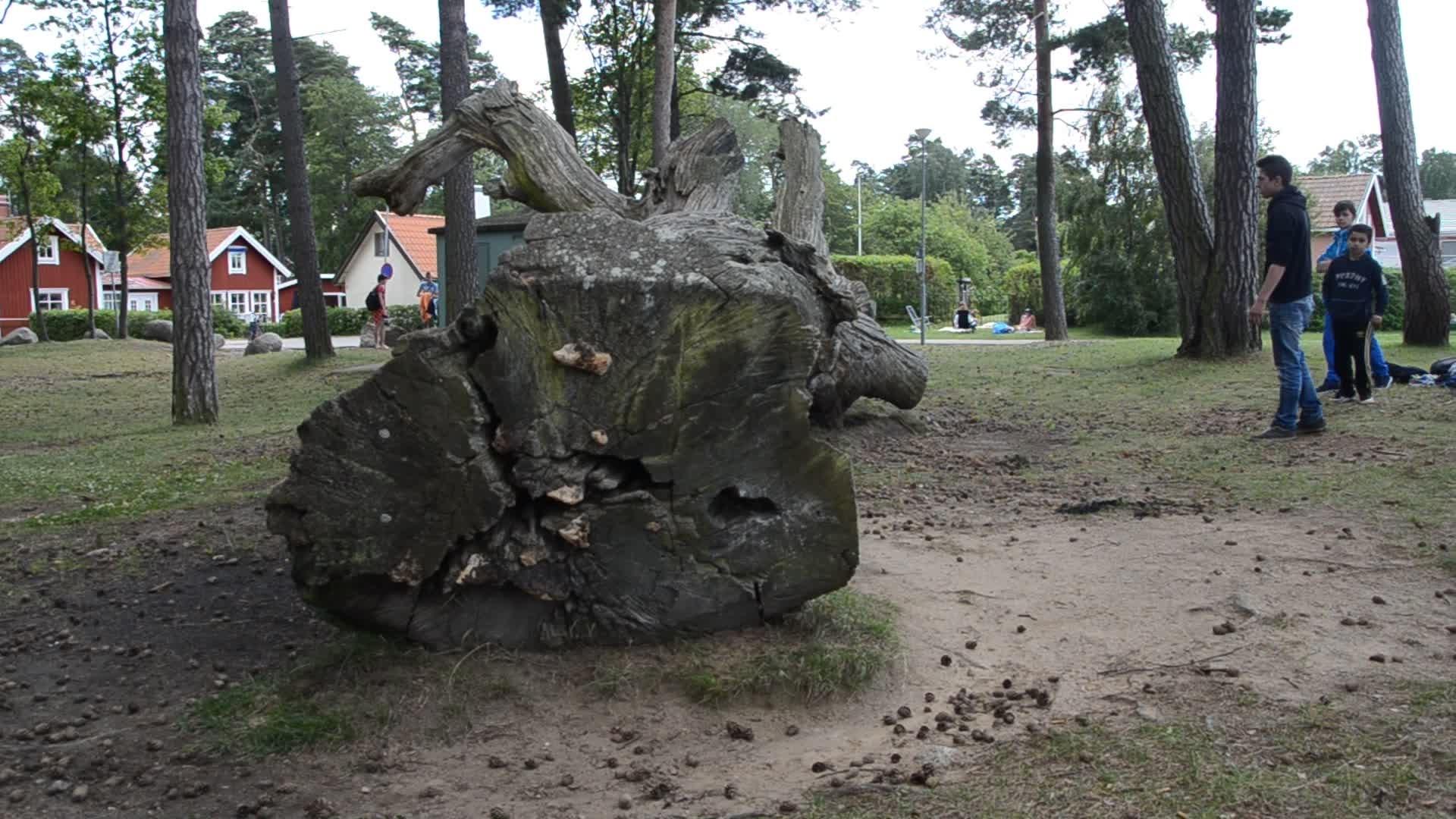 Guy Hits Head on Tree Doing Backflip | Jukin Licensing