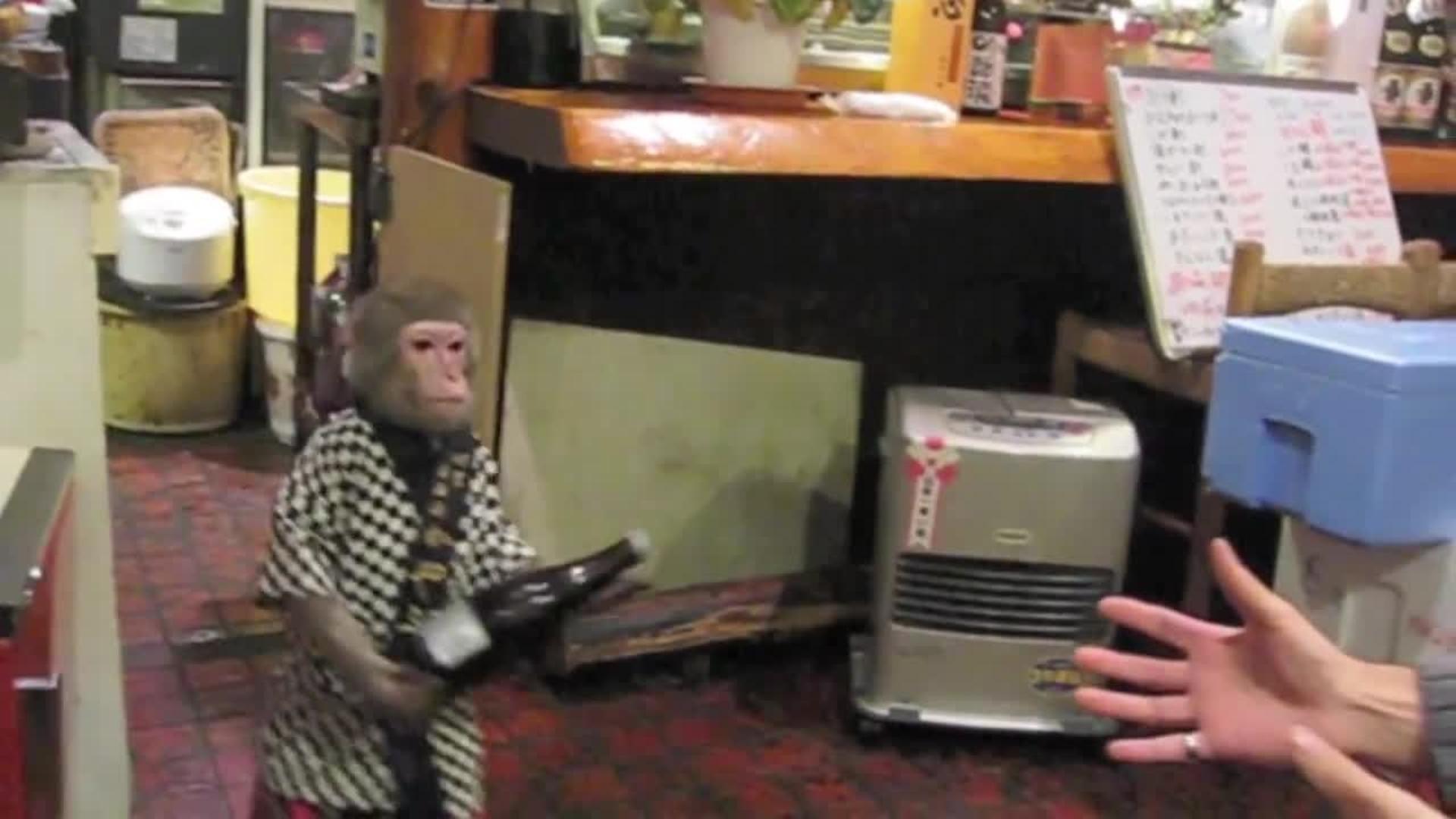 Monkey in Japanese Tavern Trained to Bring Beer | Jukin Licensing