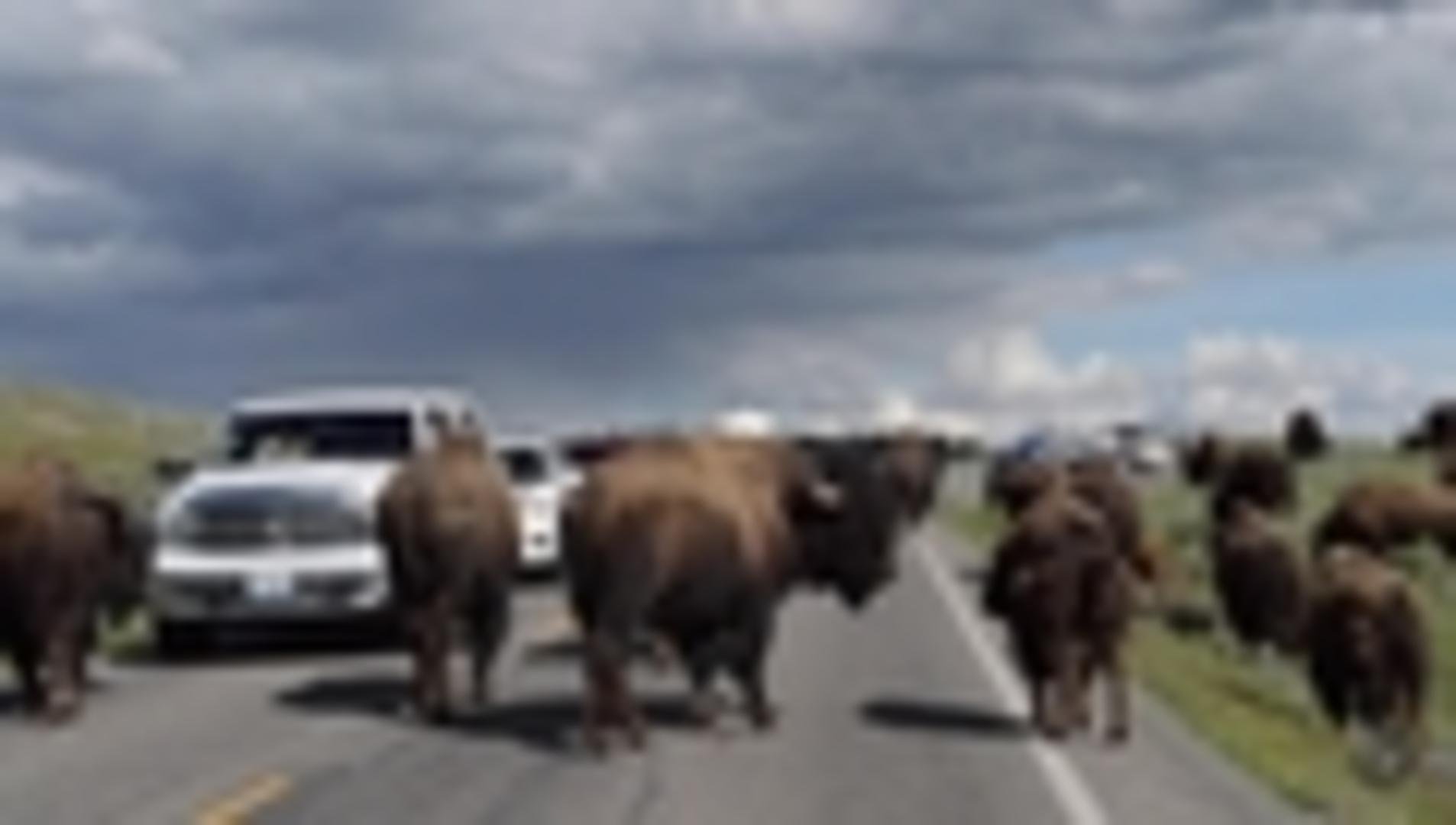 Yellowstone Bison Block the Road | Jukin Licensing