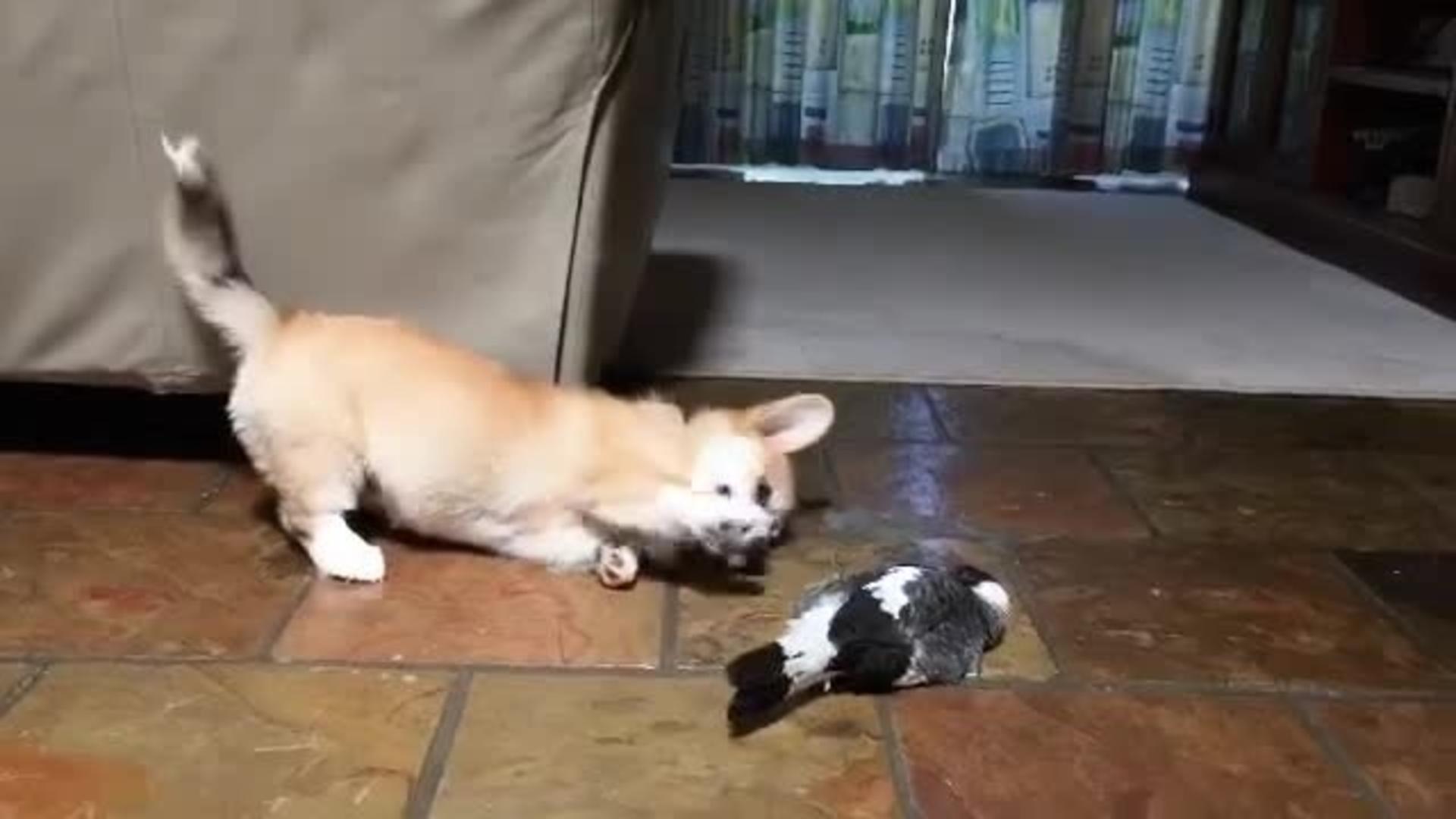 Corgi Tries to Bop Magpie on the Head | Jukin Licensing